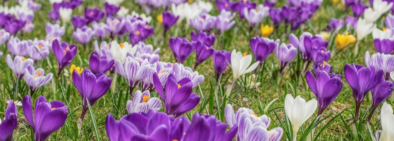 Excursie:Flori fete si baieti in Saua Joaca de ziua Brandusei ...
